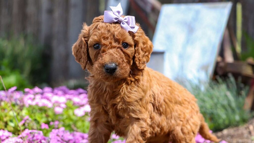 irish-doodle-breed-profile