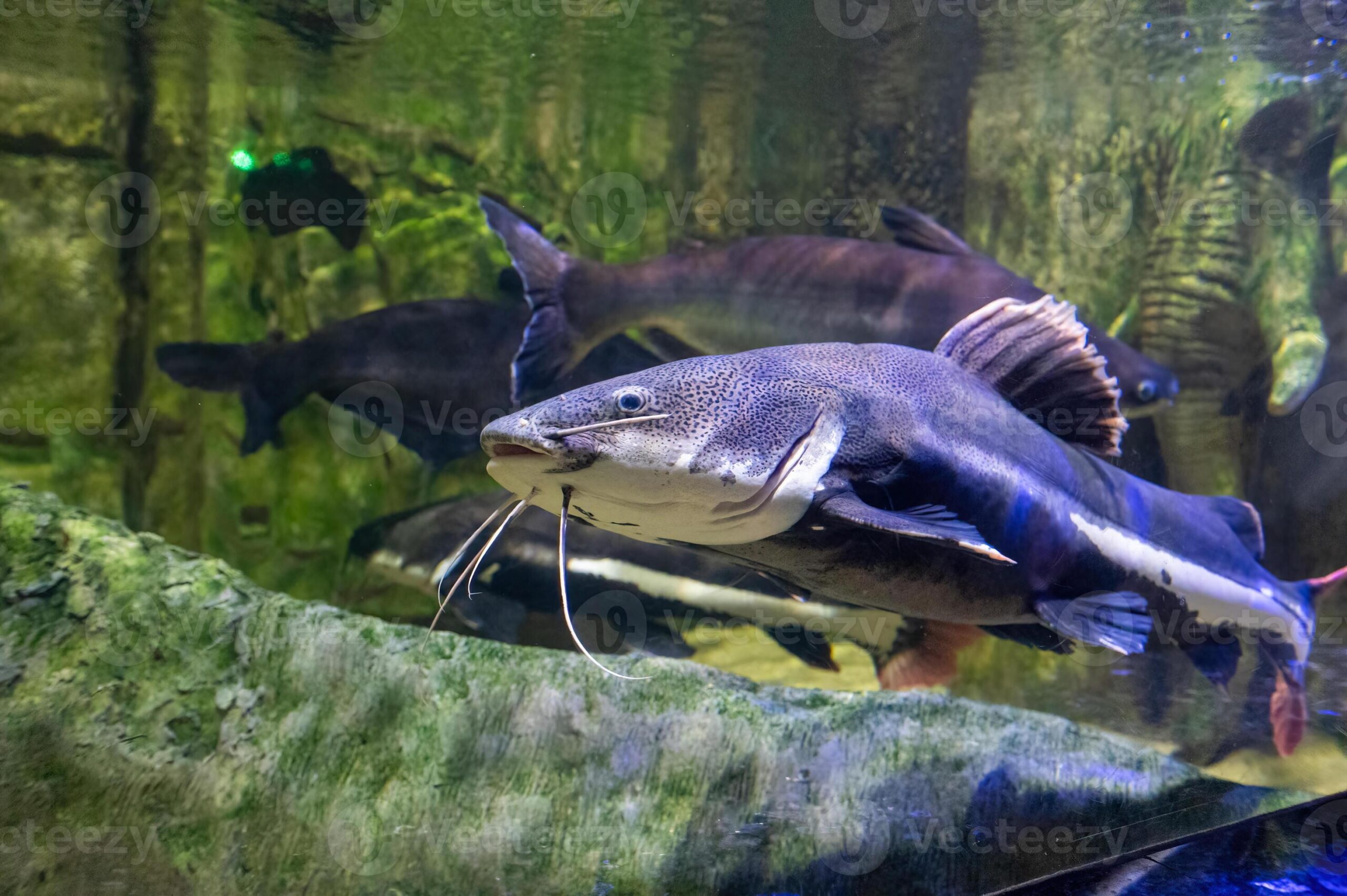 red-tail-catfish-freshwater-giant